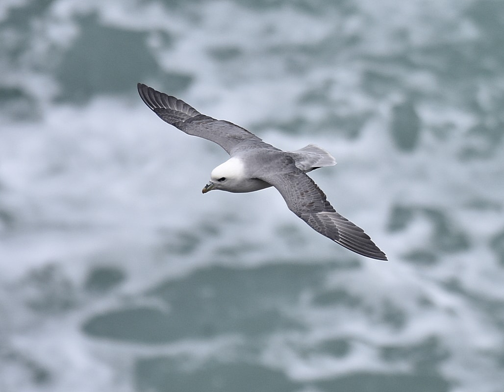 Northern Fulmar by John Rowe - BirdGuides