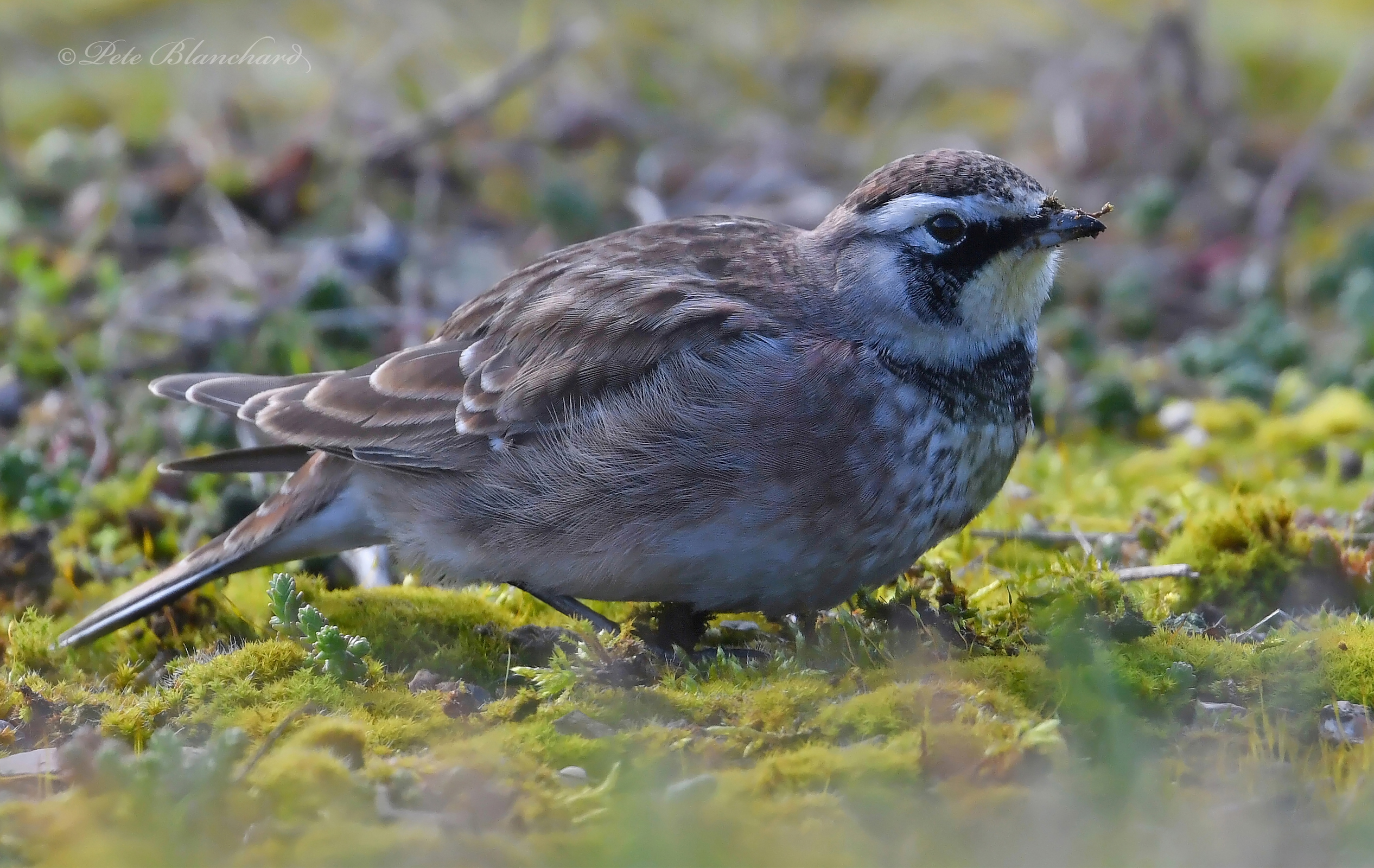 Details : American Horned Lark - BirdGuides