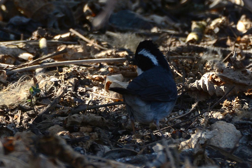 Details : Black-capped Sparrow - BirdGuides