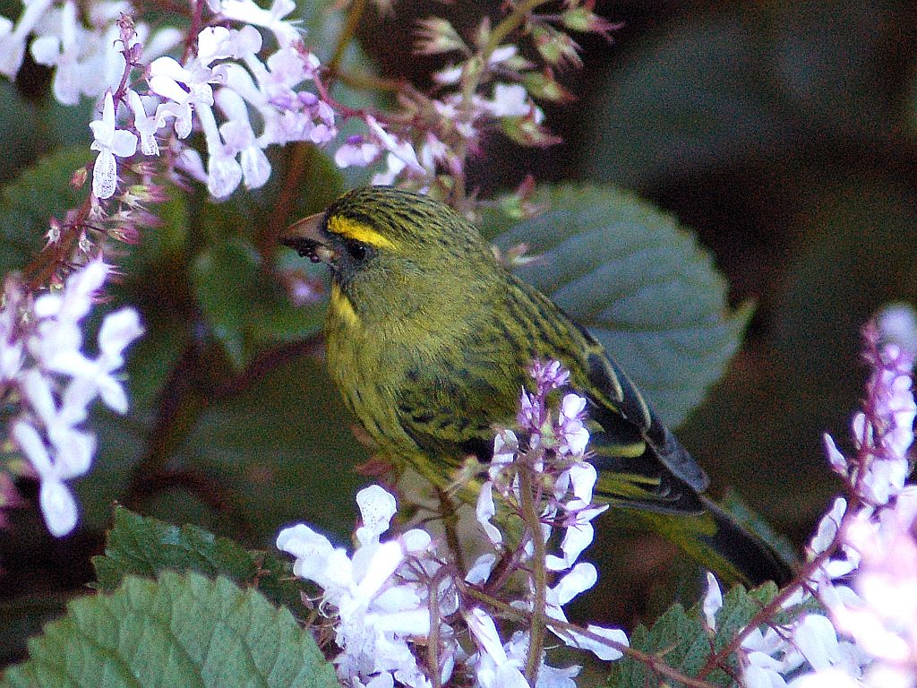 Details : Forest Canary - BirdGuides