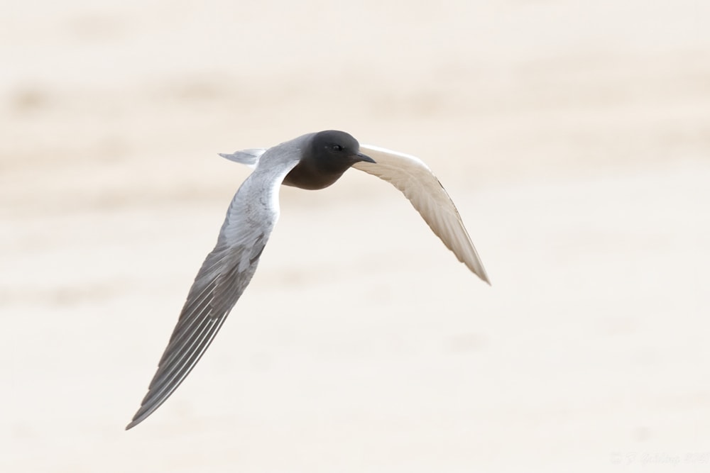American Black Tern summers in Northumberland - BirdGuides
