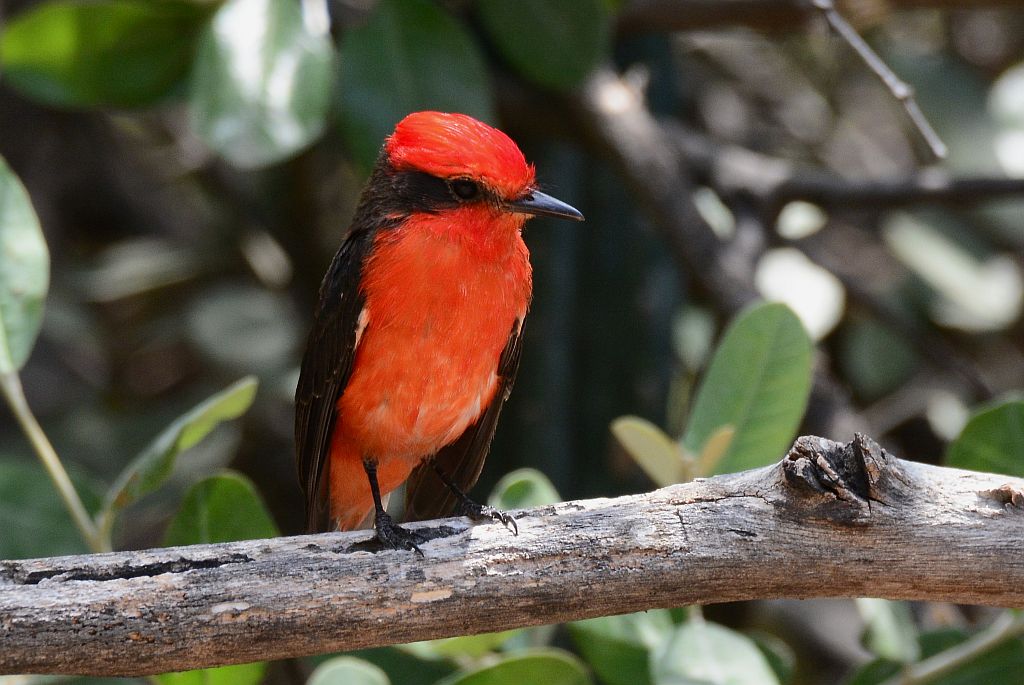 Details : Scarlet Flycatcher - BirdGuides