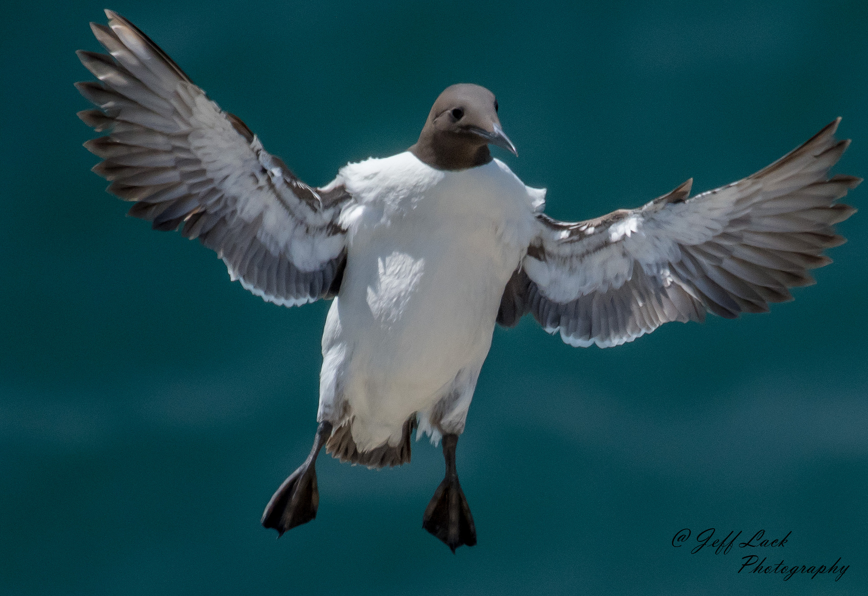 Northern Ireland's seabirds suffer 'dramatic' bird flu declines ...