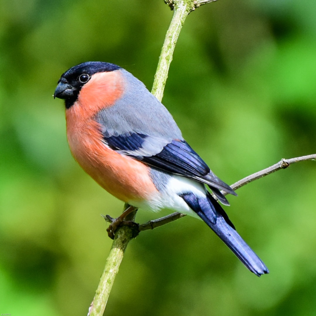 Eurasian Bullfinch by Robert Keith - BirdGuides