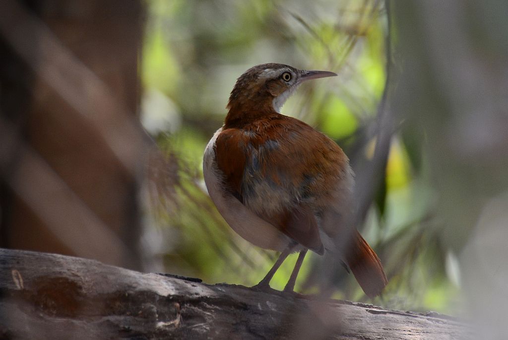 Details : Pacific Hornero - BirdGuides