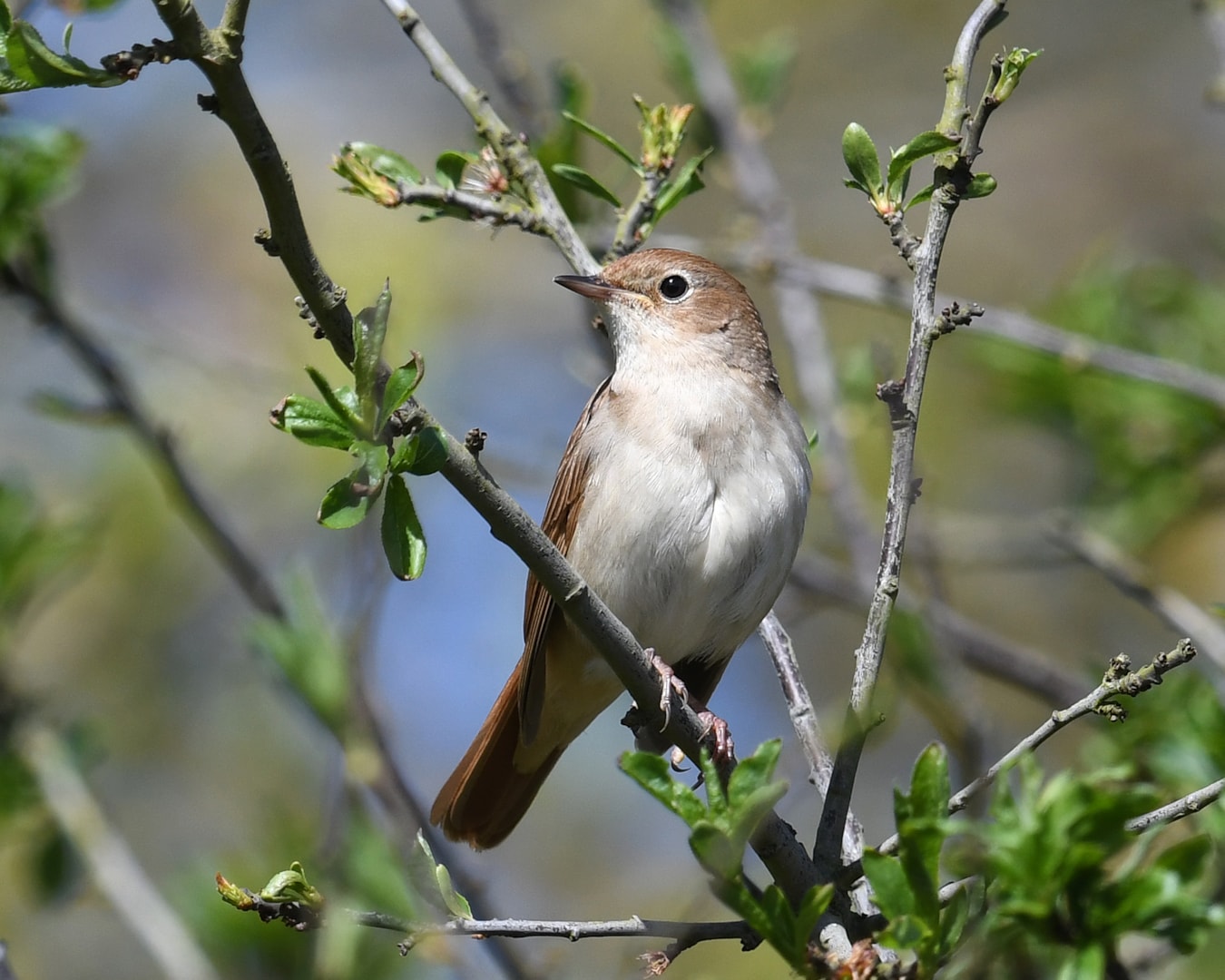 Common Nightingale by Nick Appleton - BirdGuides