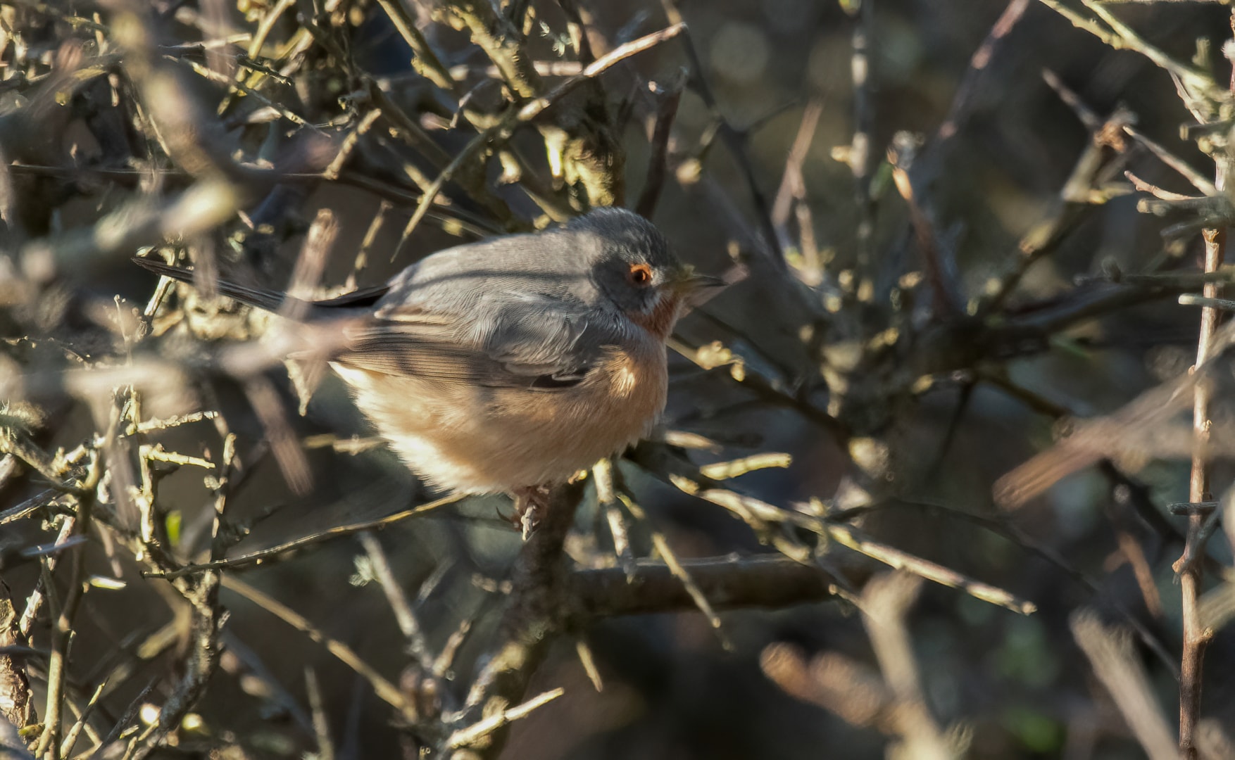 Western Subalpine Warbler by Rob Knapp - BirdGuides