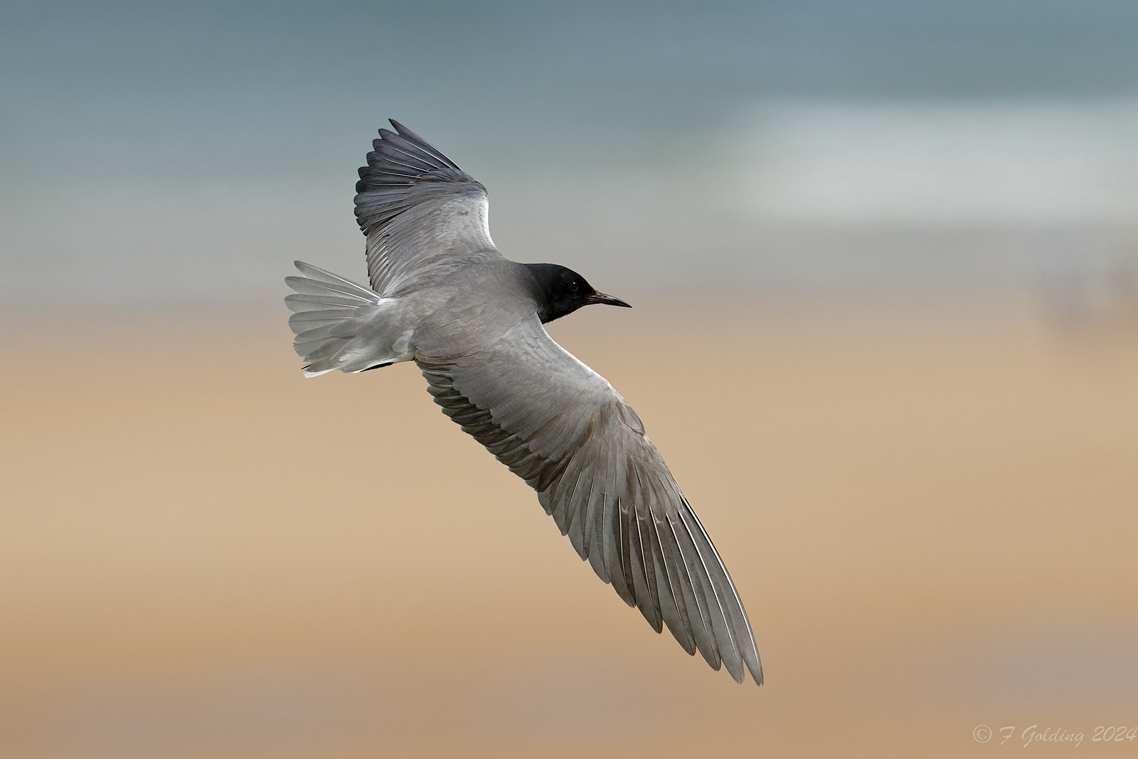 American Black Tern by Frank Golding - BirdGuides