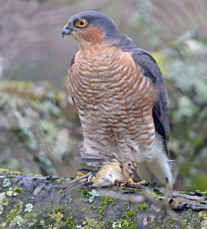 Eurasian Sparrowhawk by Kev Joynes - BirdGuides
