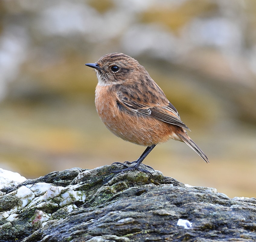European Stonechat by John Rowe - BirdGuides