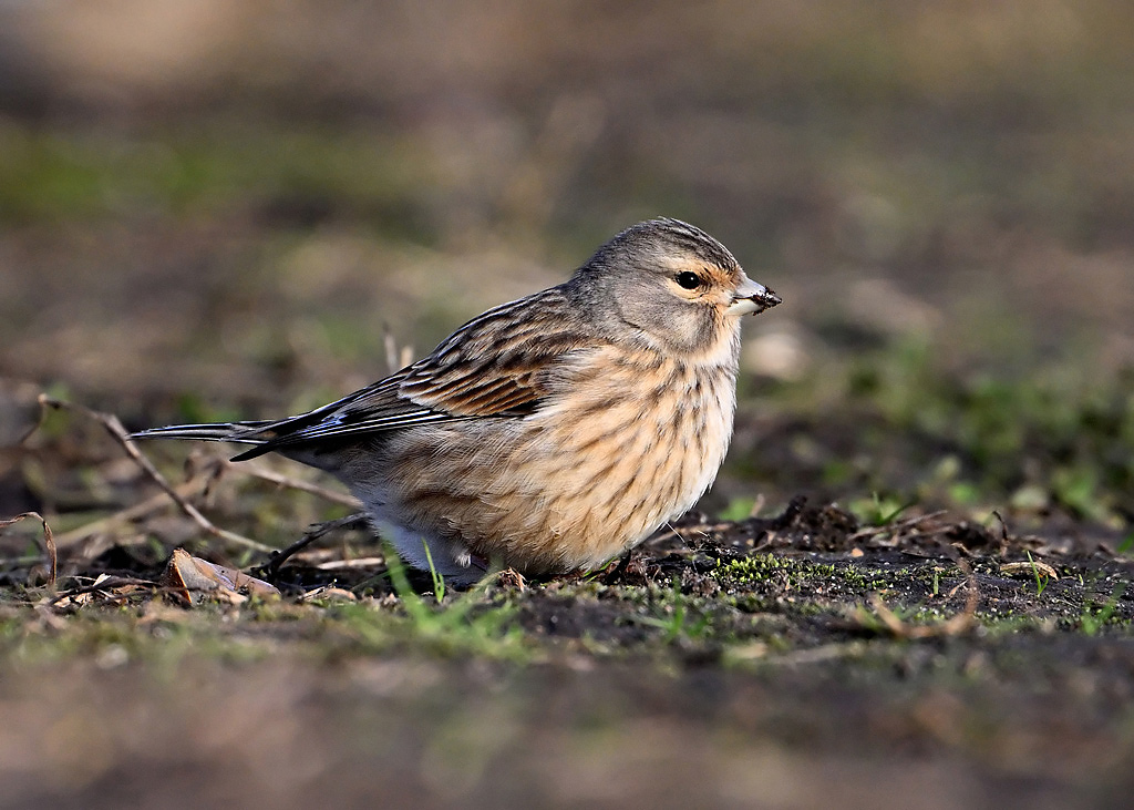 Common Linnet by Ian Curran - BirdGuides