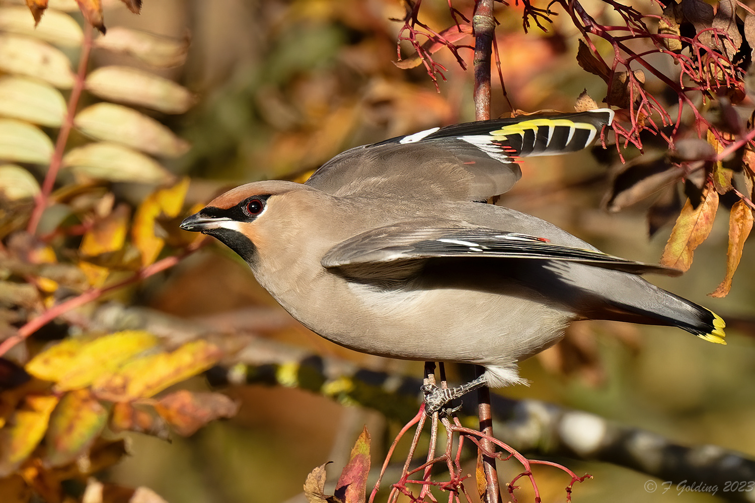 Waxwing by Frank Golding - BirdGuides