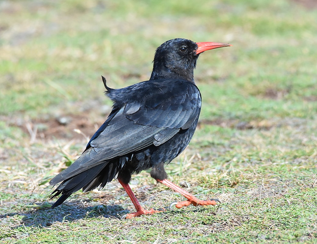Chough by John Rowe - BirdGuides