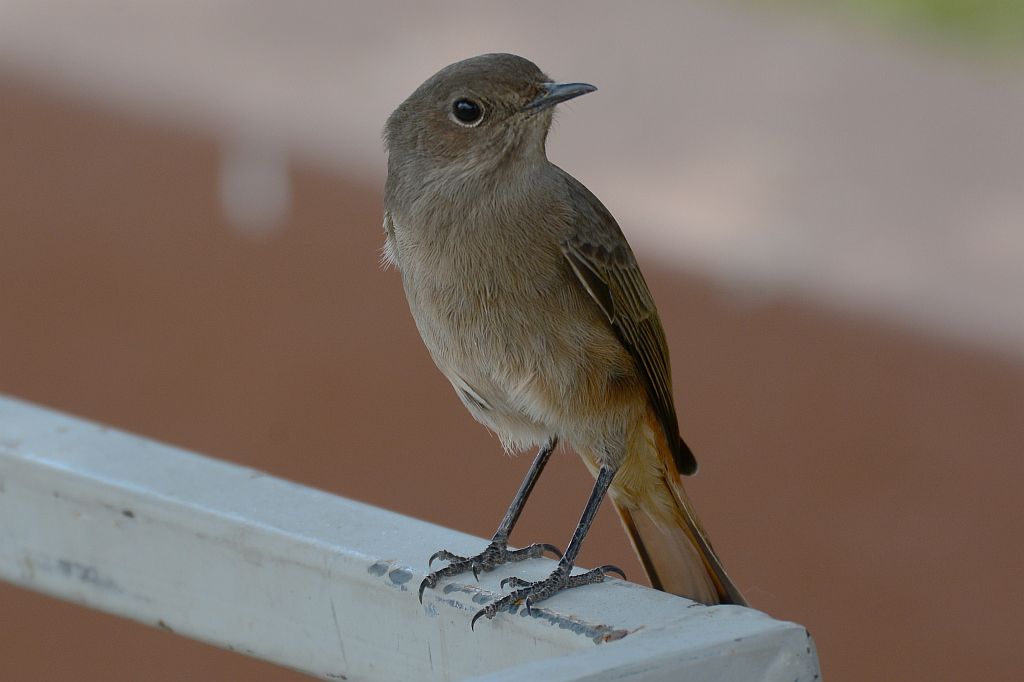 Details : Familiar Chat - BirdGuides