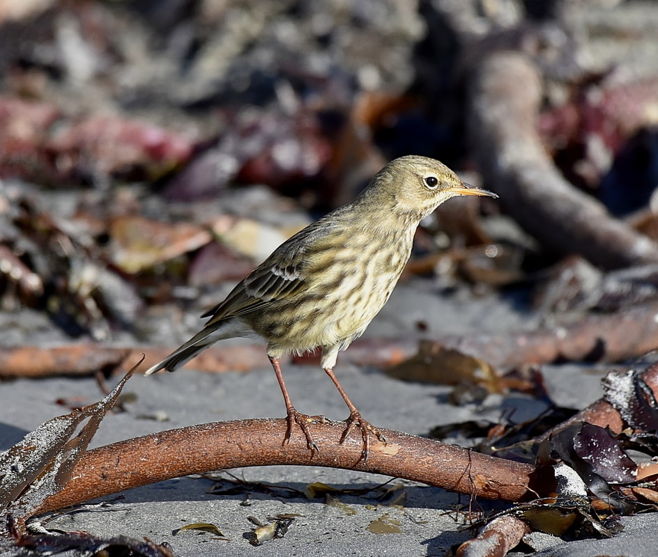 Rock Pipit by John Rowe - BirdGuides