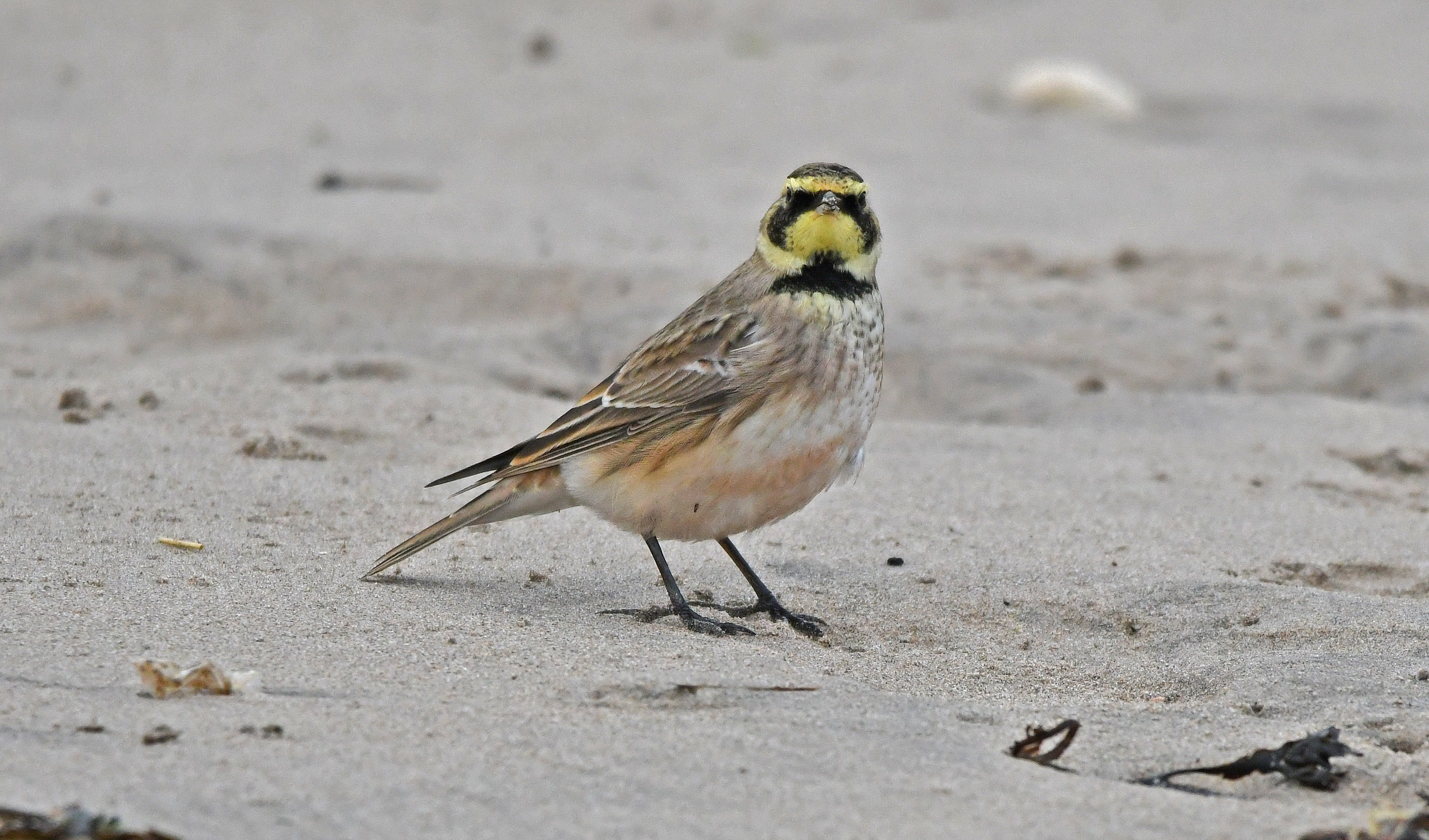 Shore Lark by Tom Moodie - BirdGuides