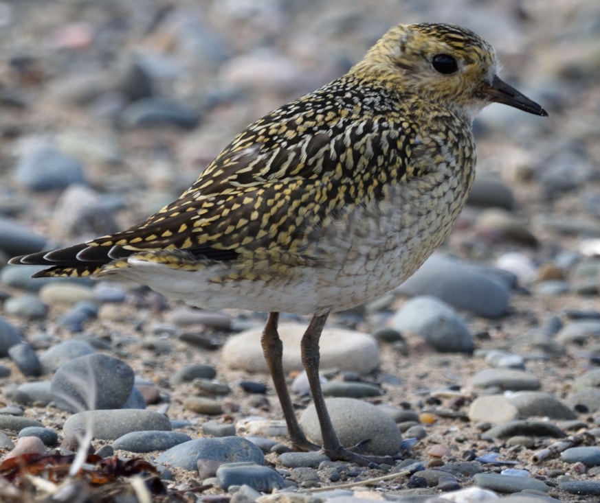European Golden Plover by Robert Mcveigh - BirdGuides