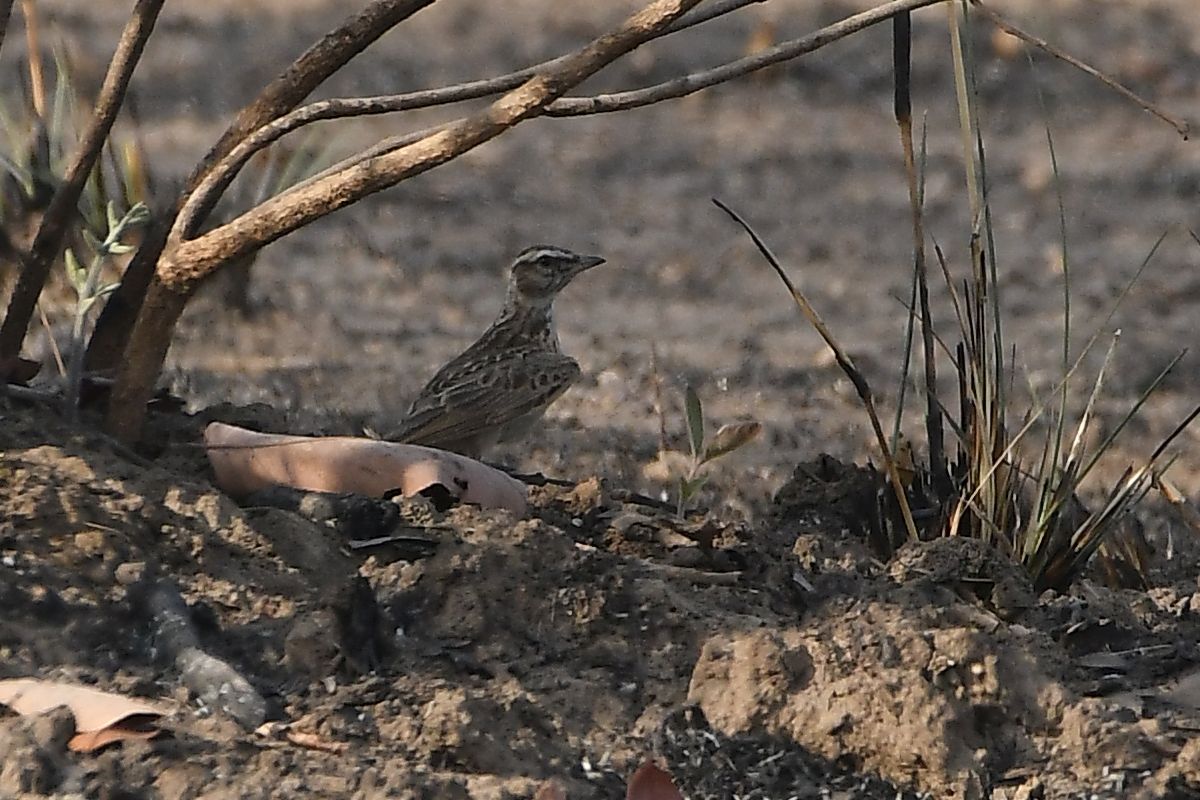 Sun Lark by Tim Dean - BirdGuides