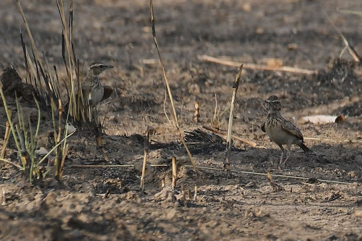Sun Lark by Tim Dean - BirdGuides