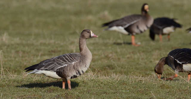 Russian White-fronted Goose by Joe Graham - BirdGuides