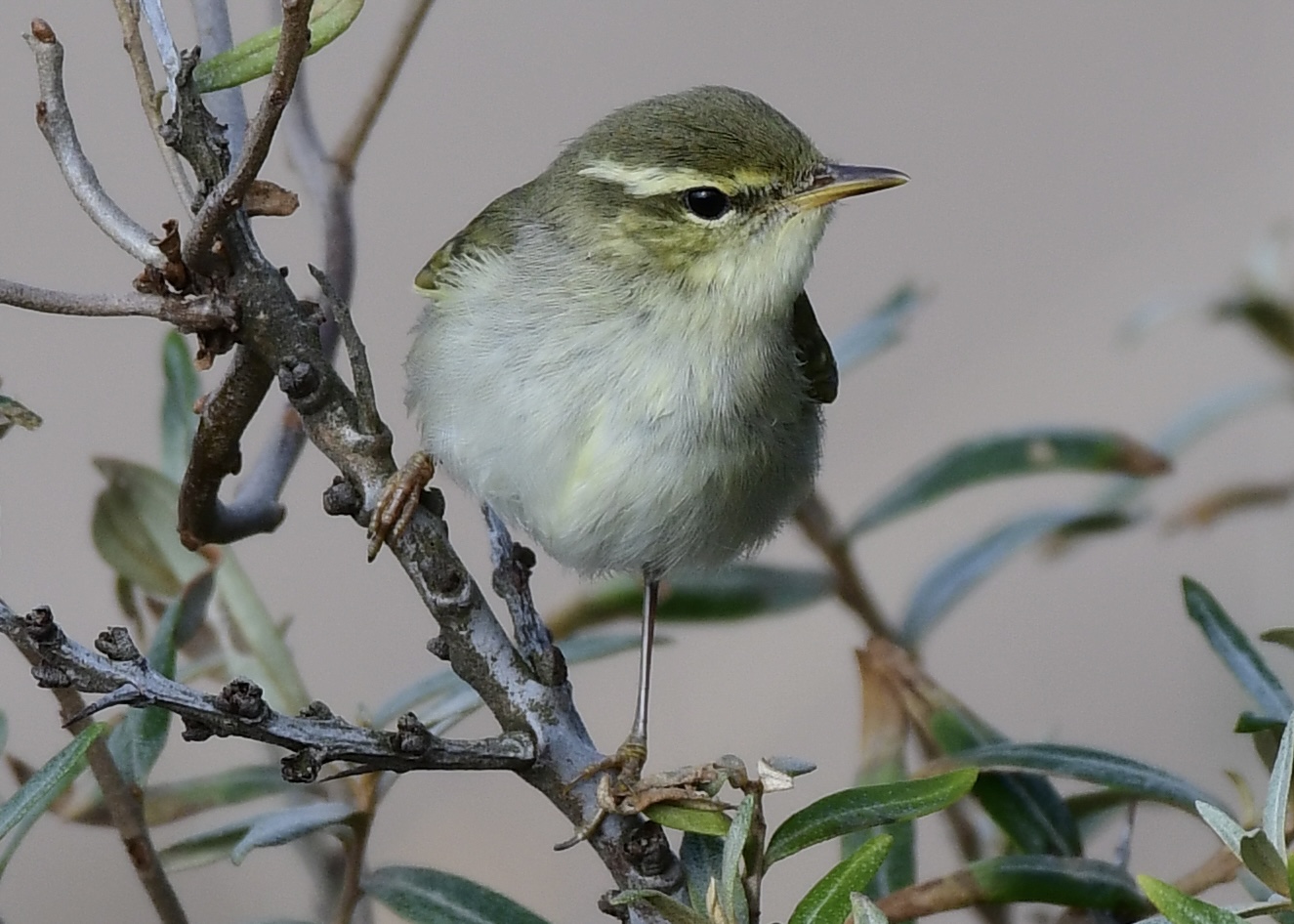 Arctic Warbler by Joel Knapp - BirdGuides