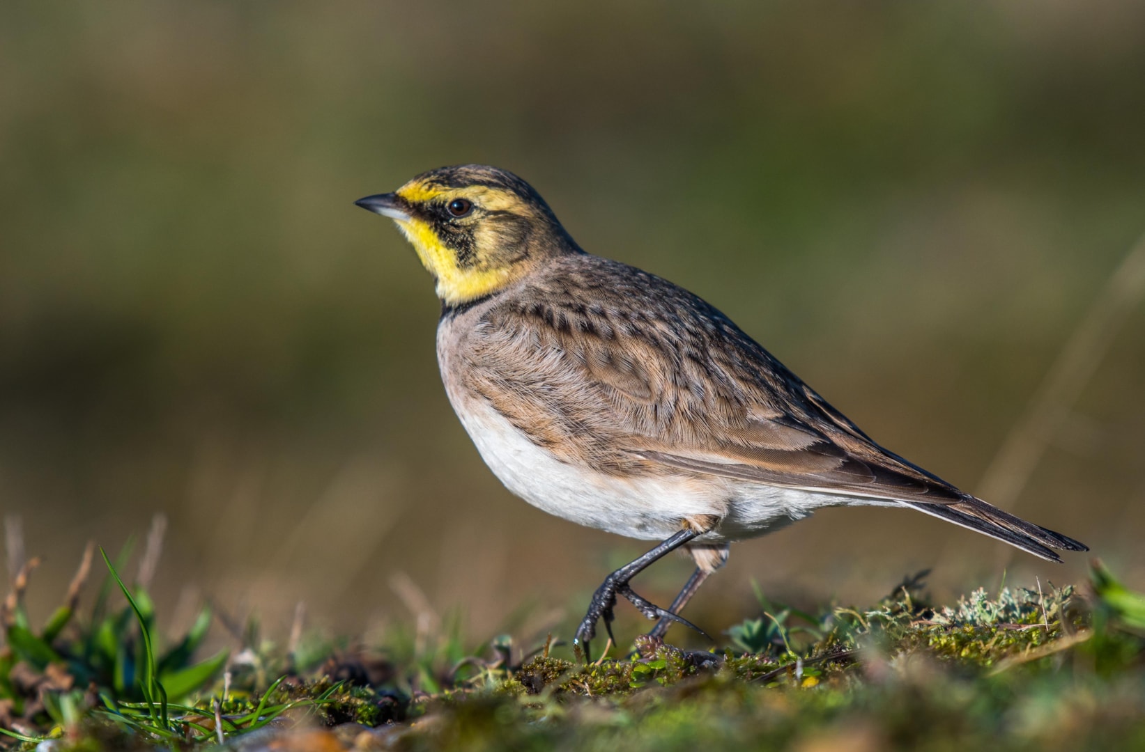 Shore Lark by Les Cater - BirdGuides