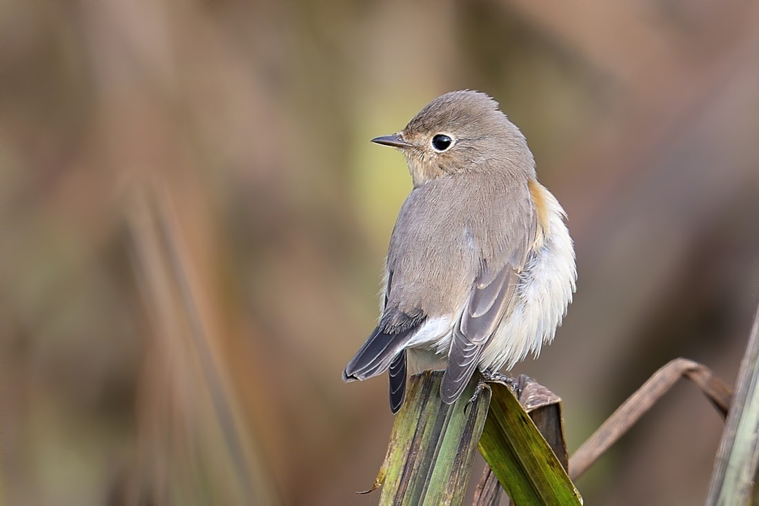 Red-breasted Flycatcher by John Forbes - BirdGuides