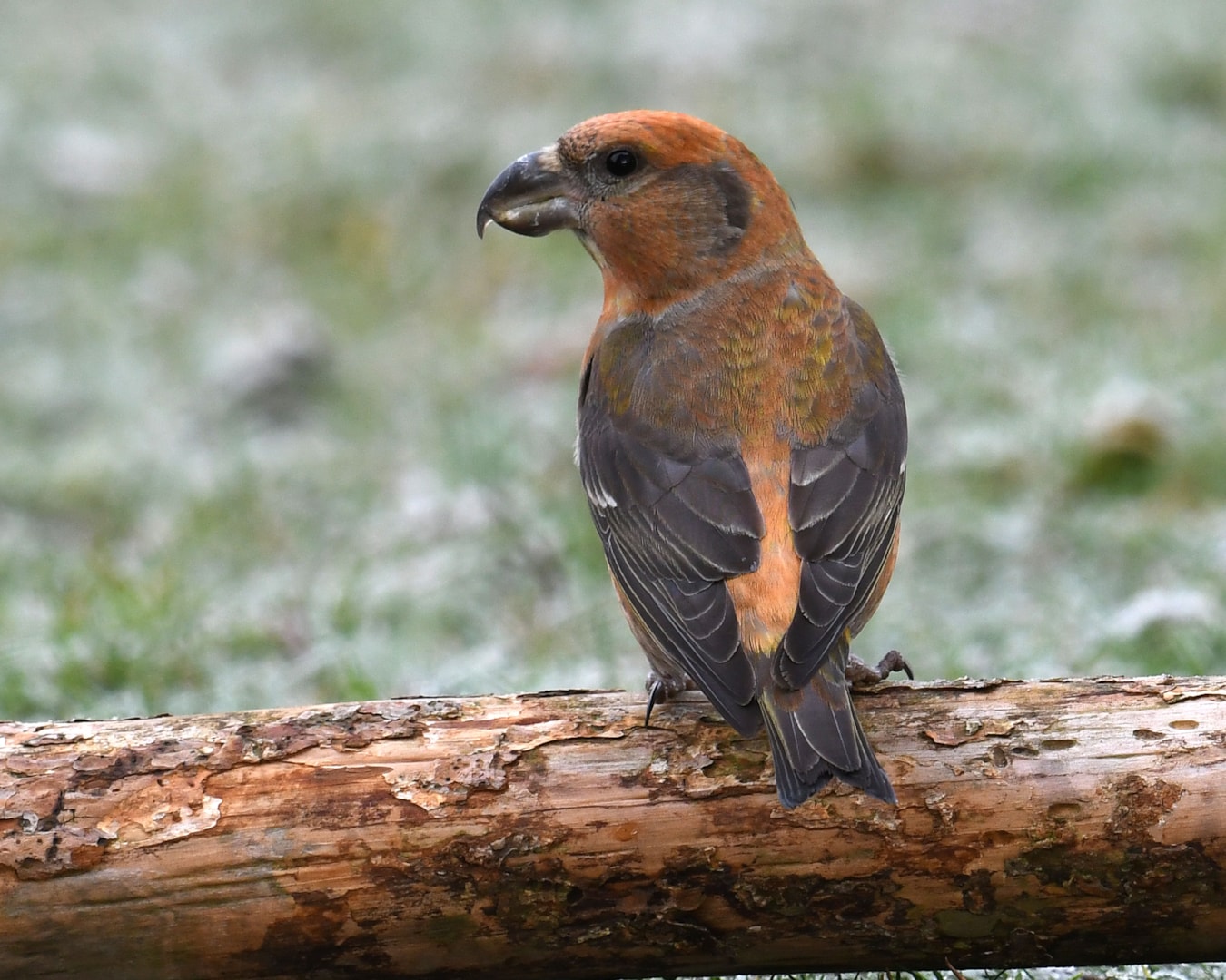 Parrot Crossbill by Nick Appleton - BirdGuides