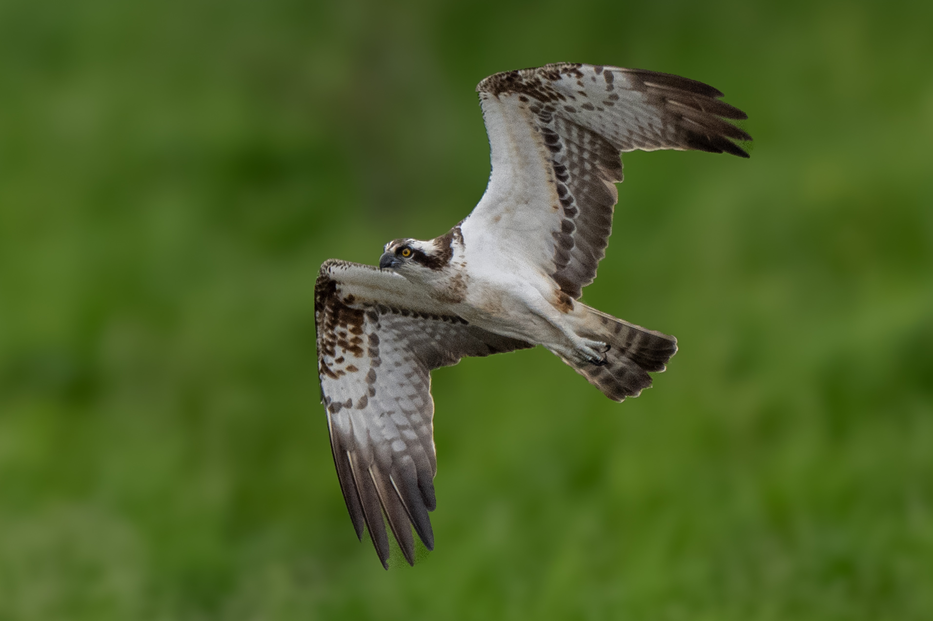 Osprey by Craig Smith - BirdGuides