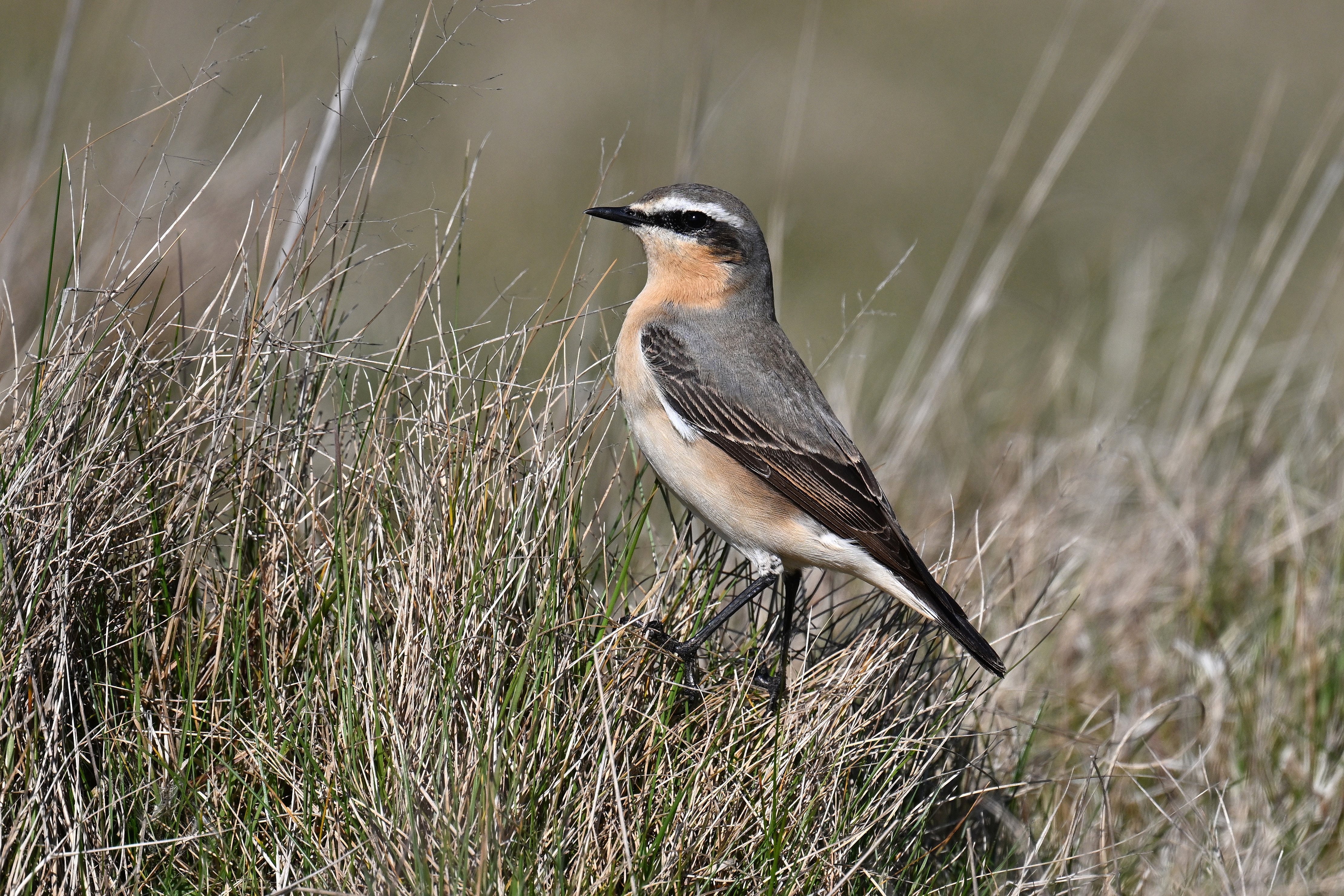 Northern Wheatear by Nick Appleton - BirdGuides