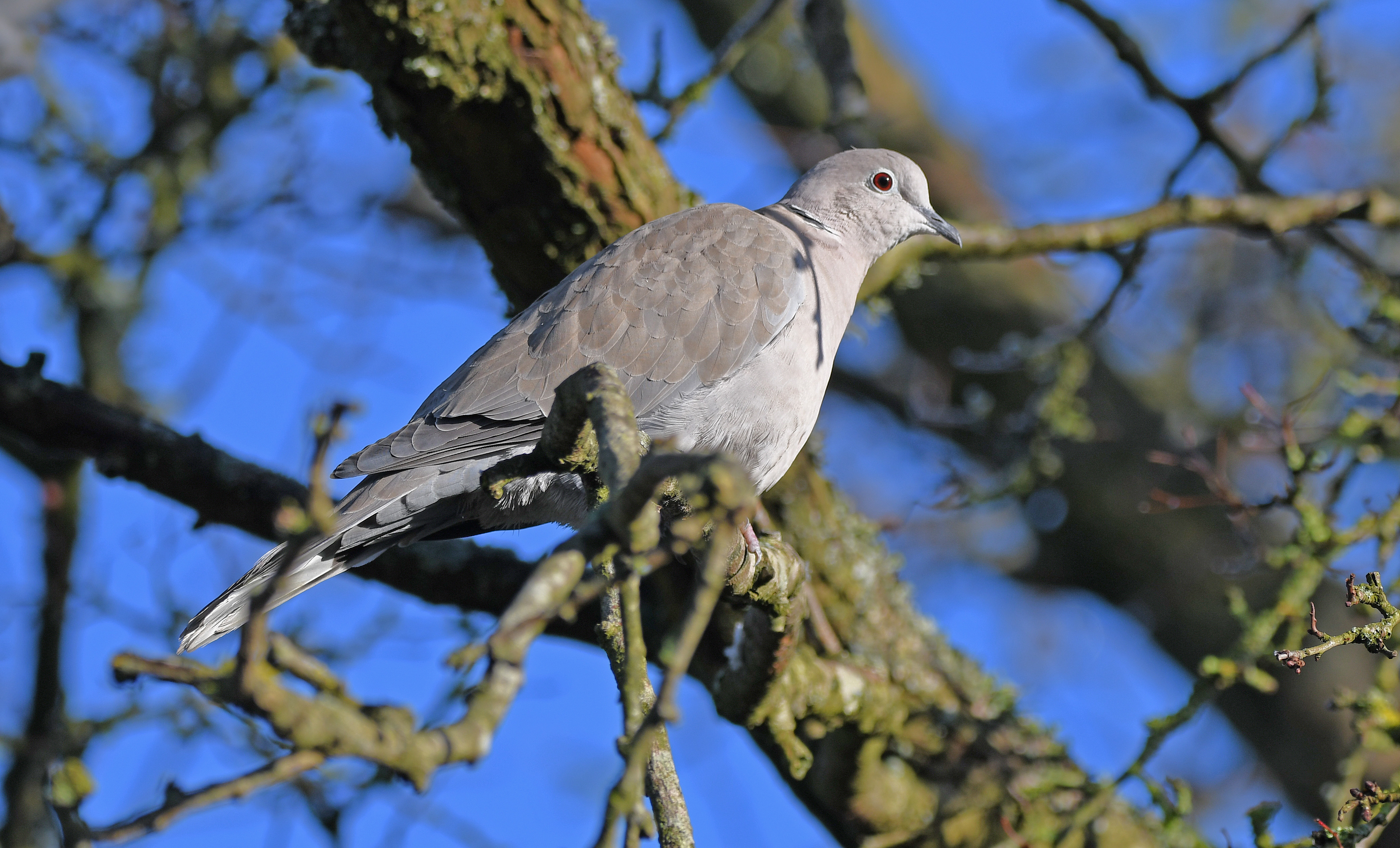 Collared Dove by Tom Moodie - BirdGuides