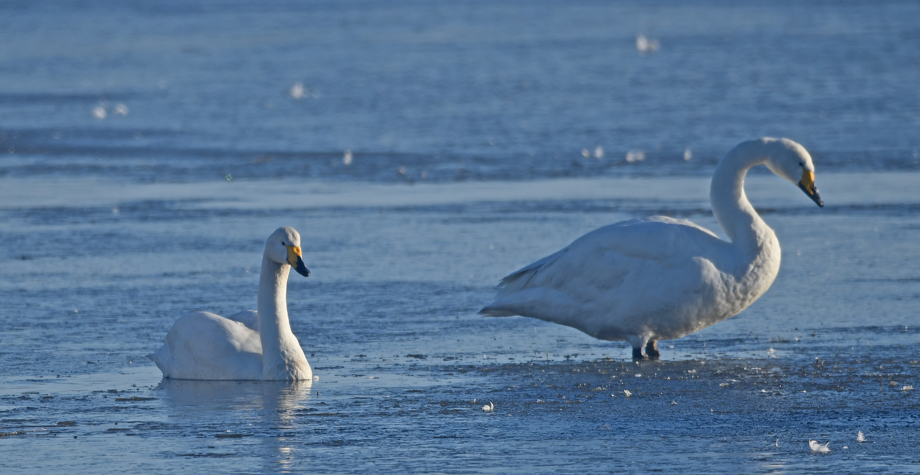 Whooper Swan by Tom Moodie - BirdGuides