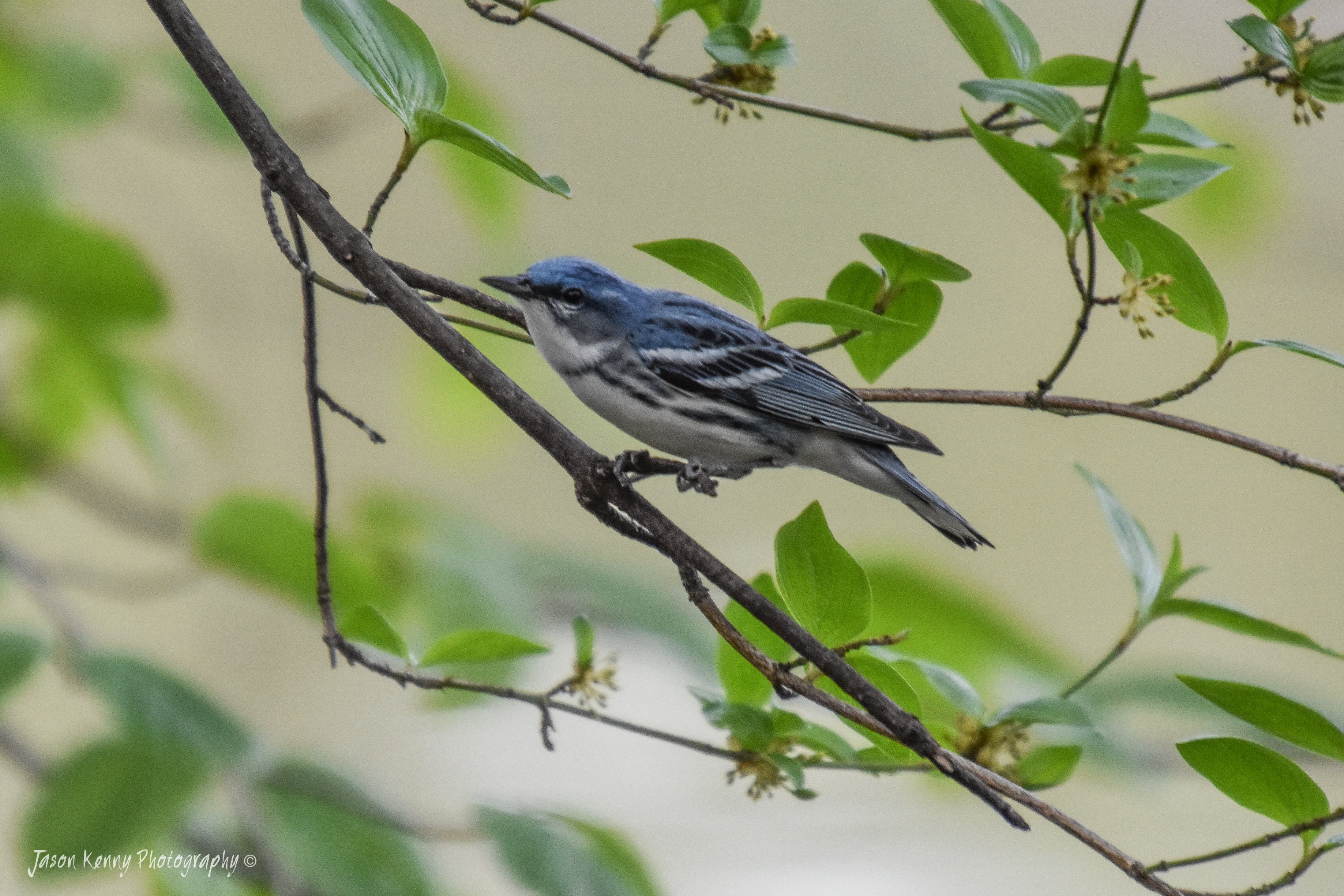 Details : Cerulean Warbler - BirdGuides