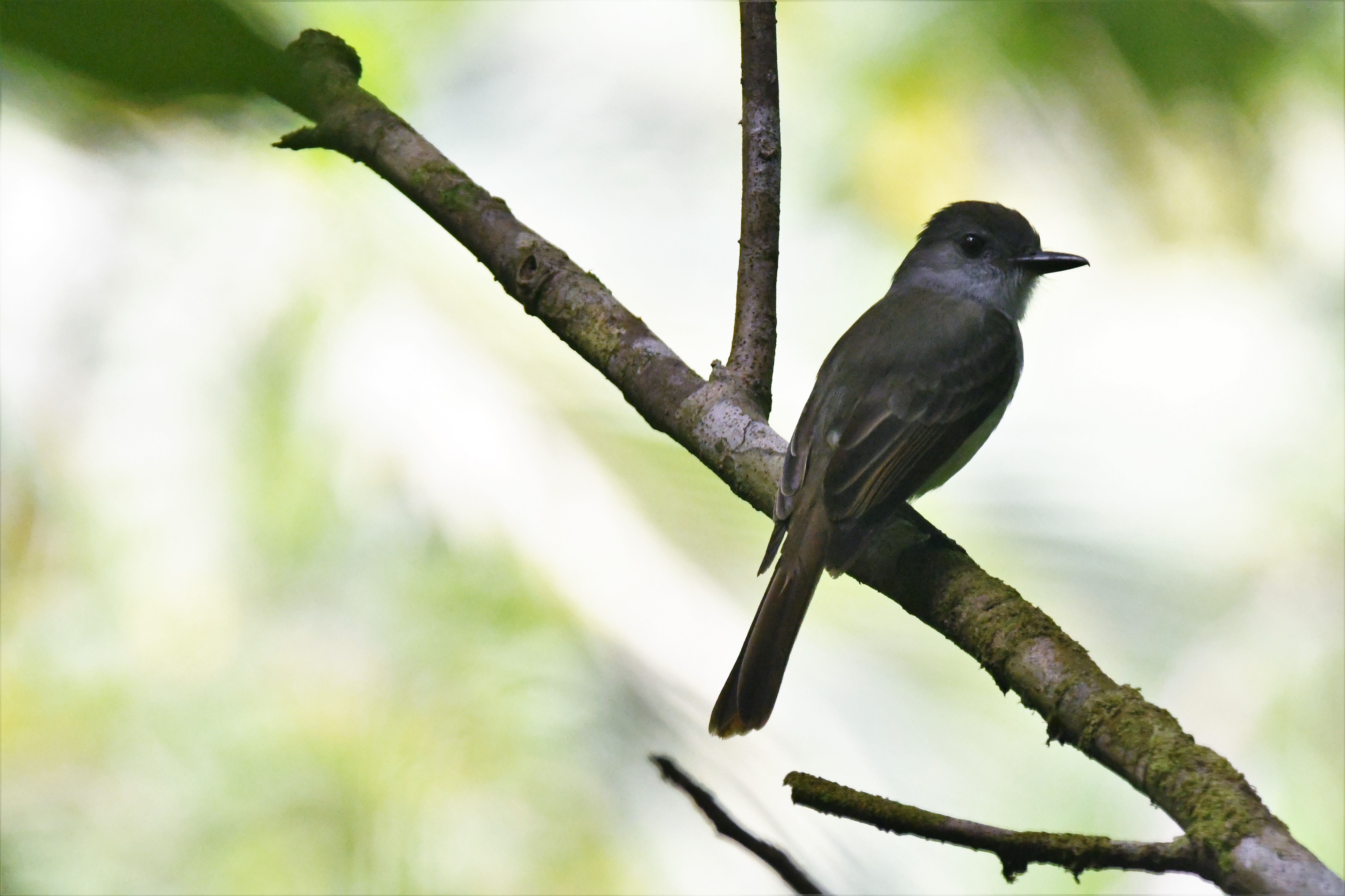 Details : Lesser Antillean Flycatcher - BirdGuides
