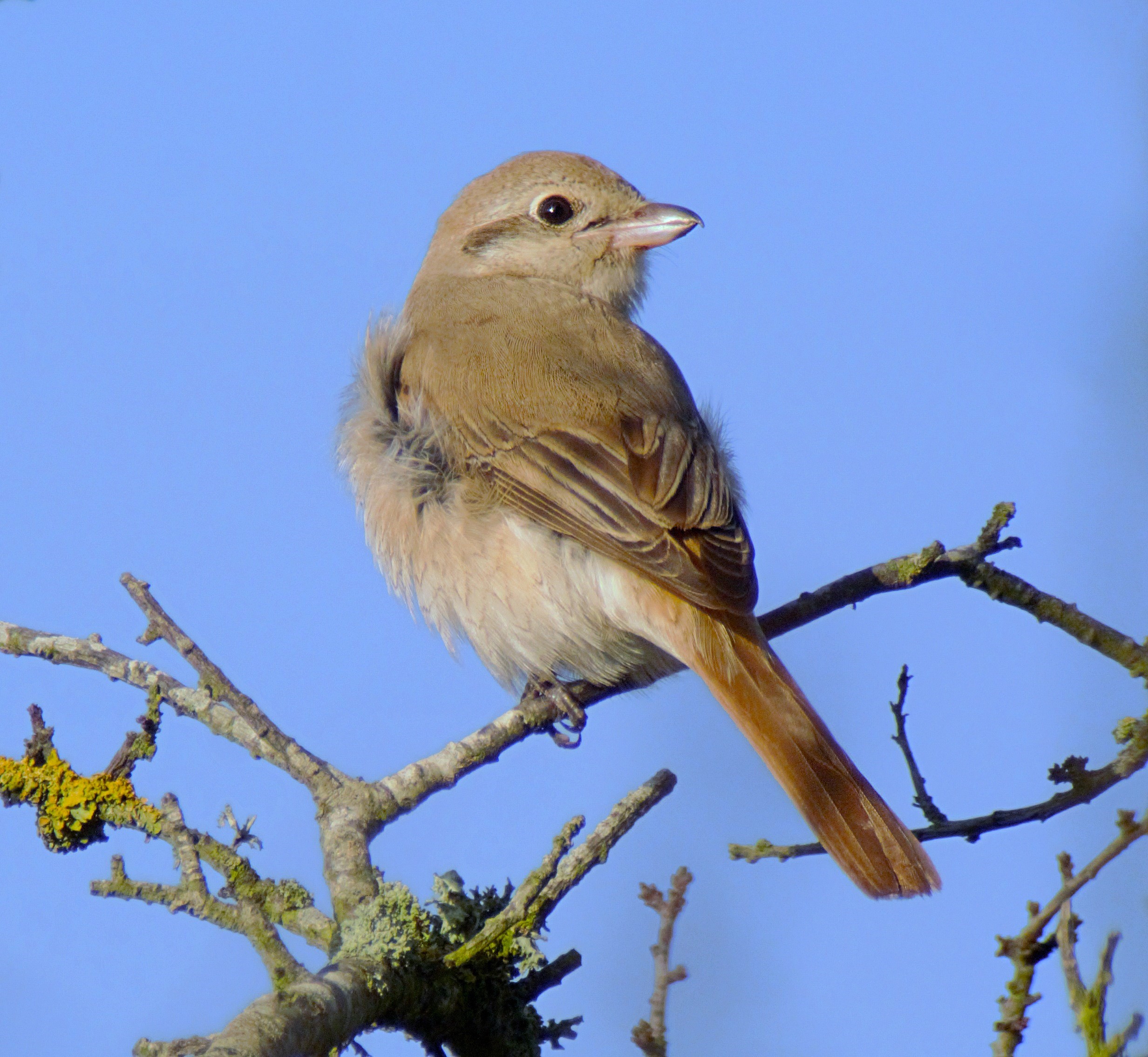 Isabelline/Red-tailed Shrike by Jonathan Theobald - BirdGuides