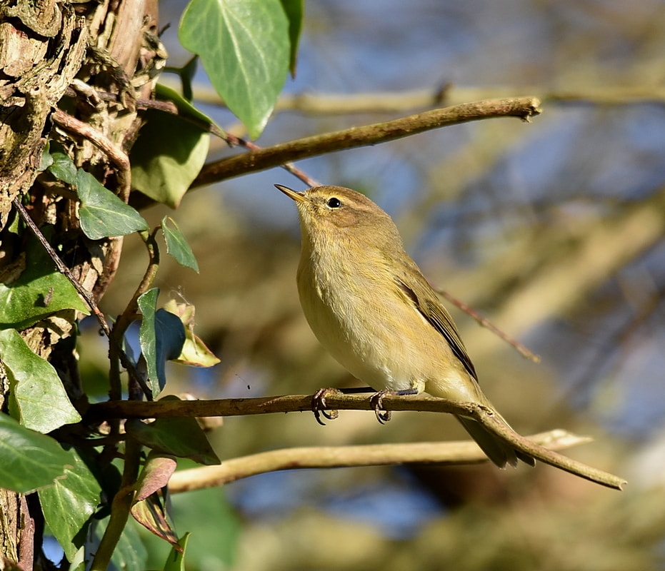 Common Chiffchaff by John Rowe - BirdGuides