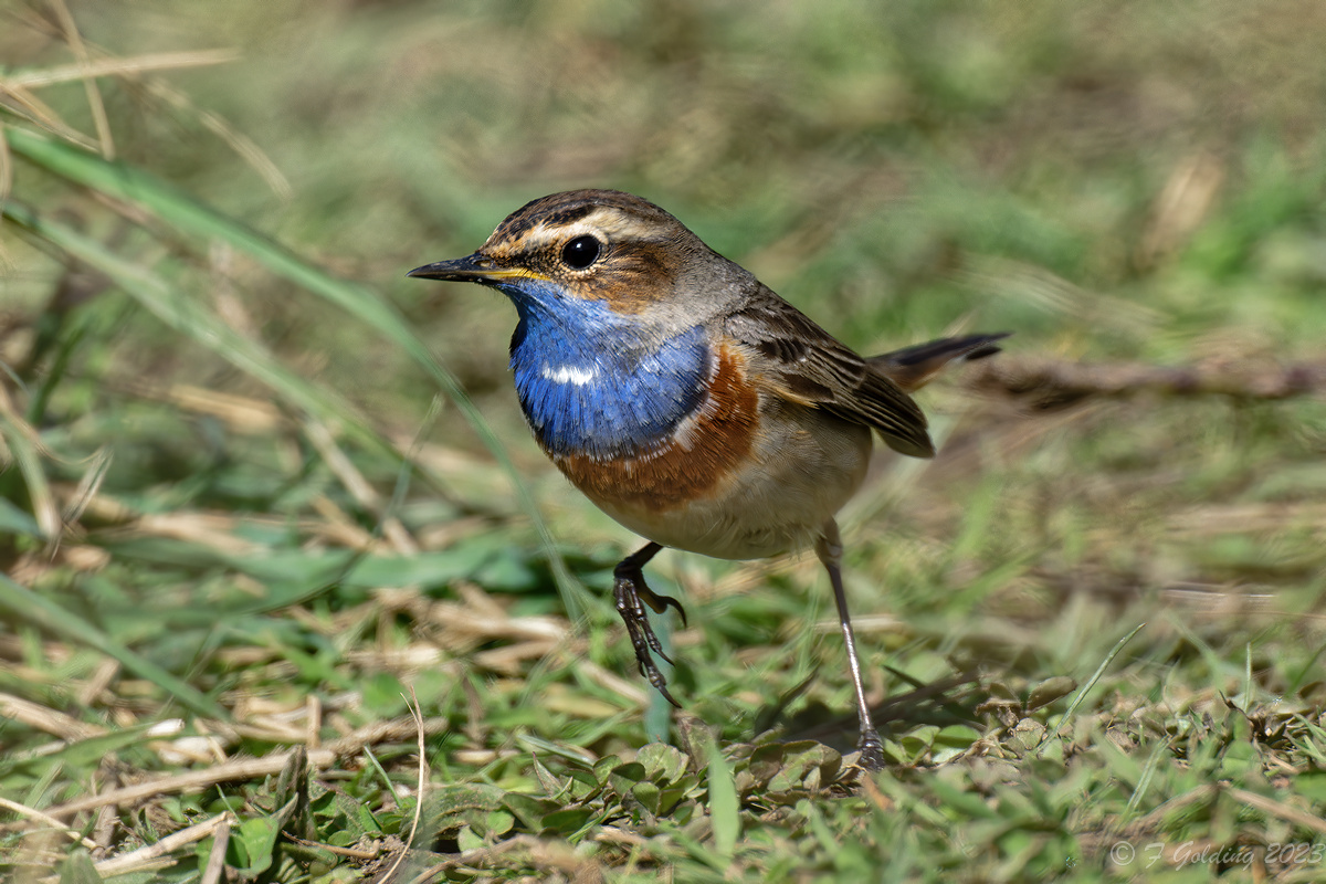 White-spotted Bluethroat by Frank Golding - BirdGuides