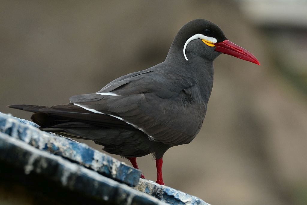 Inca Tern by Tim Dean - BirdGuides