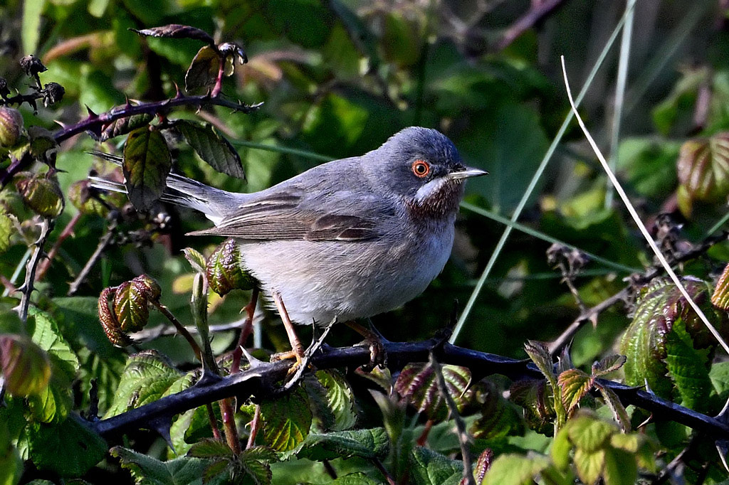 Eastern Subalpine Warbler by Ian Curran - BirdGuides