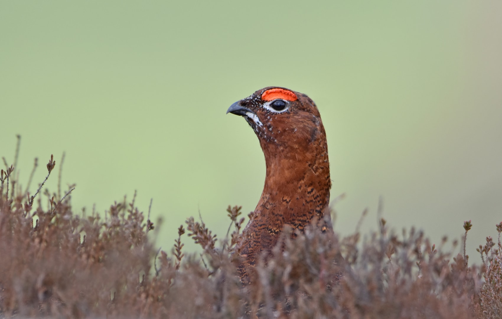 Red Grouse by Neil Loverock - BirdGuides