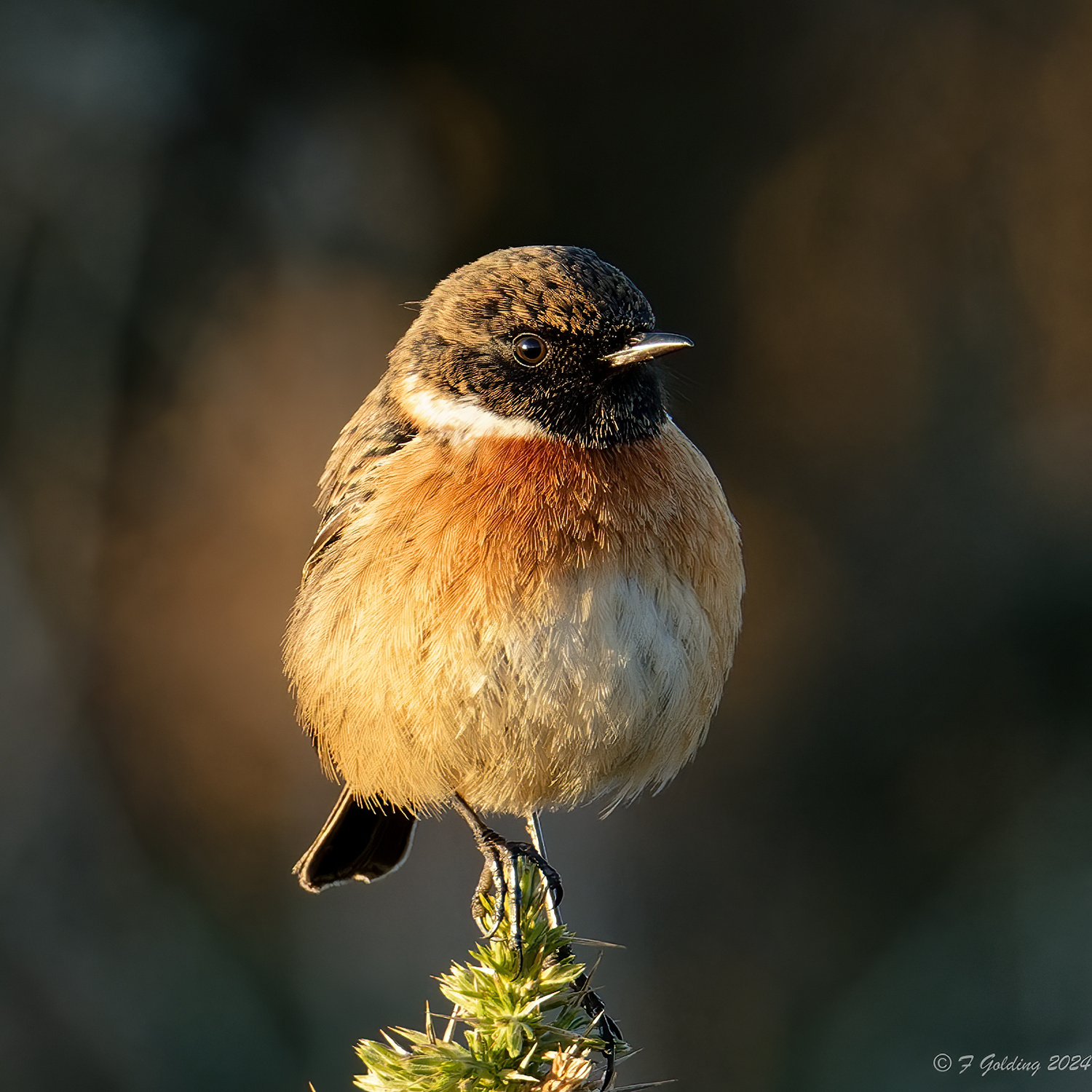 European Stonechat by Frank Golding - BirdGuides