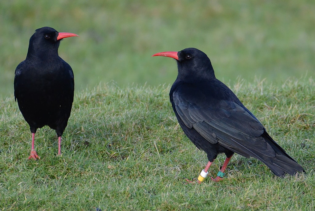 Chough by Joe graham - BirdGuides