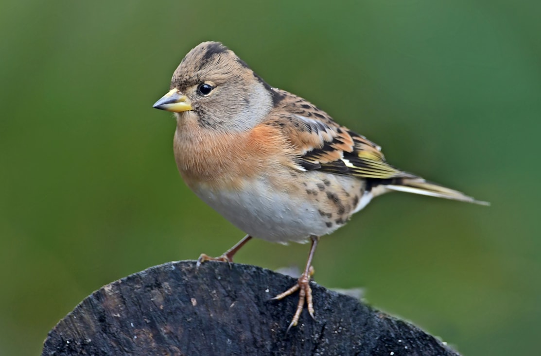 Brambling by Kev Joynes - BirdGuides