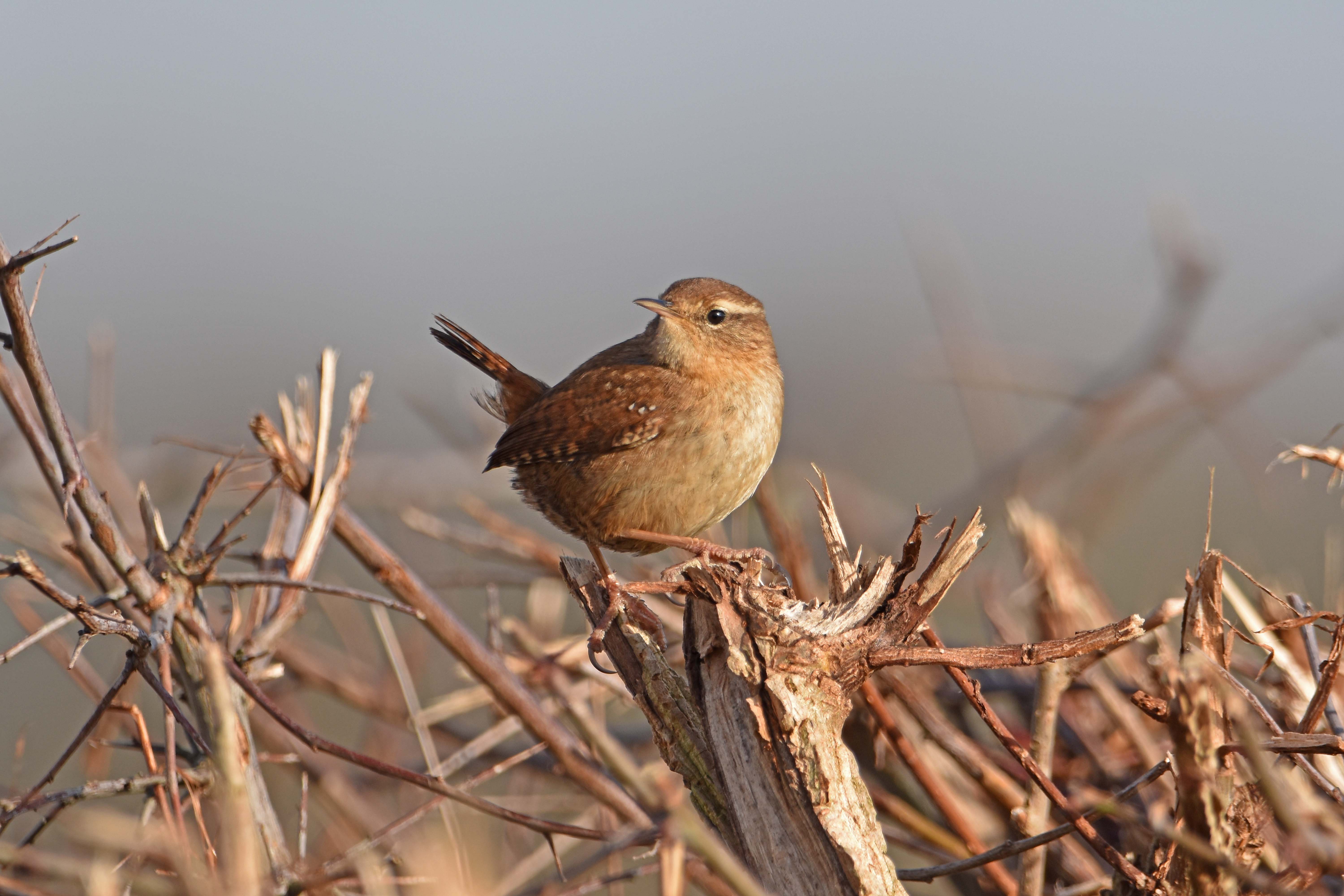 Great Wilne Birdwatching Site - BirdGuides