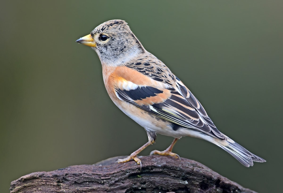 Brambling by Kev Joynes - BirdGuides