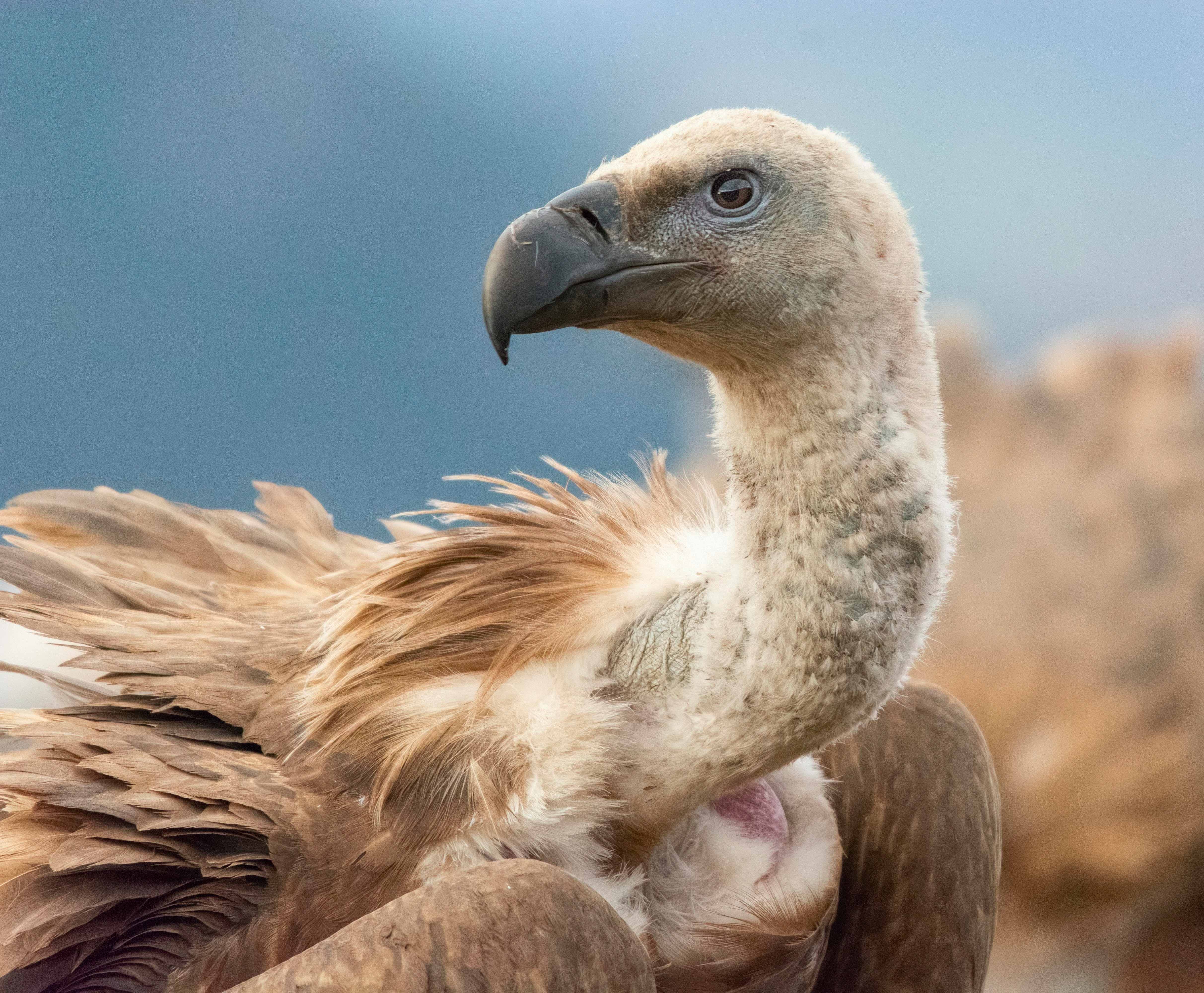 Griffon Vulture by Dale Hanson - BirdGuides