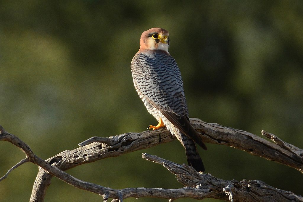 Details : Red-necked Falcon - BirdGuides