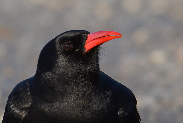 Irish Chough sightings wanted for national survey - BirdGuides