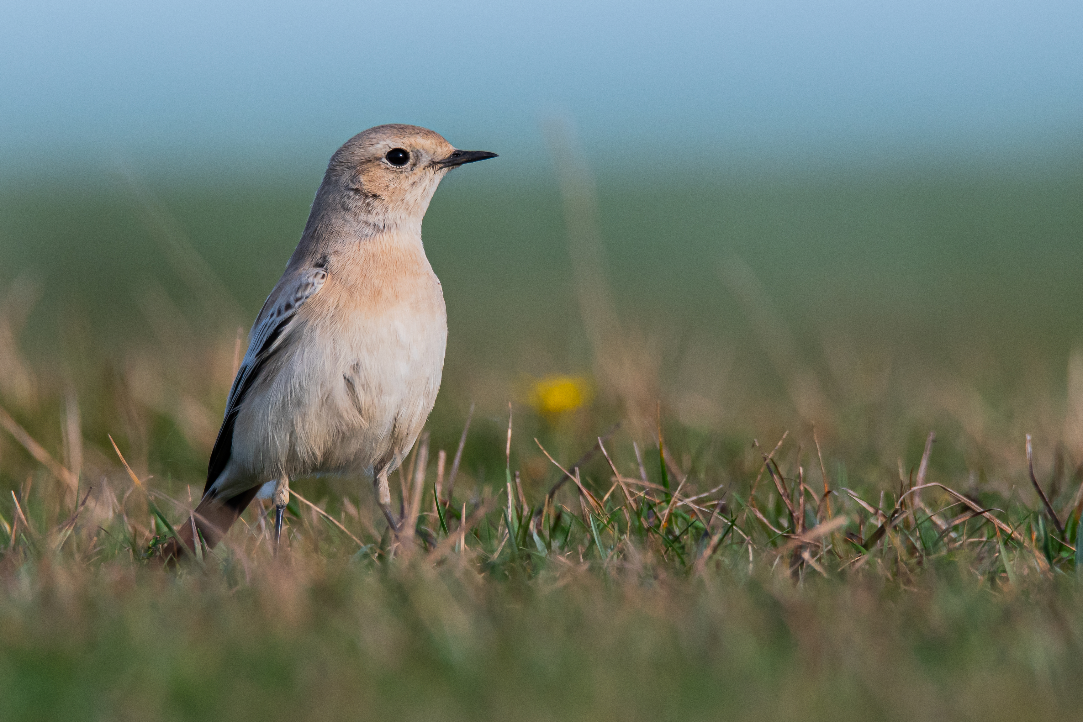 Desert Wheatear by Flynn Smith - BirdGuides