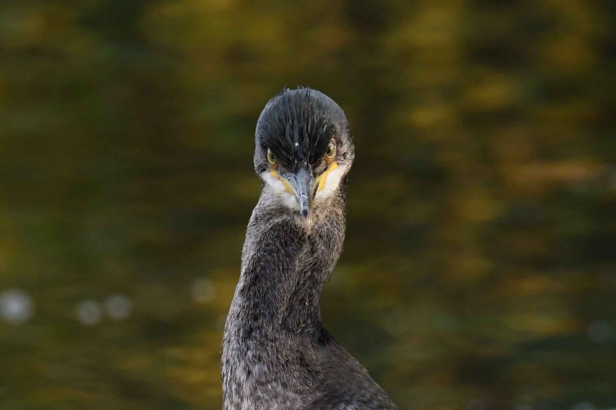 European Shag by Tony Hession - BirdGuides